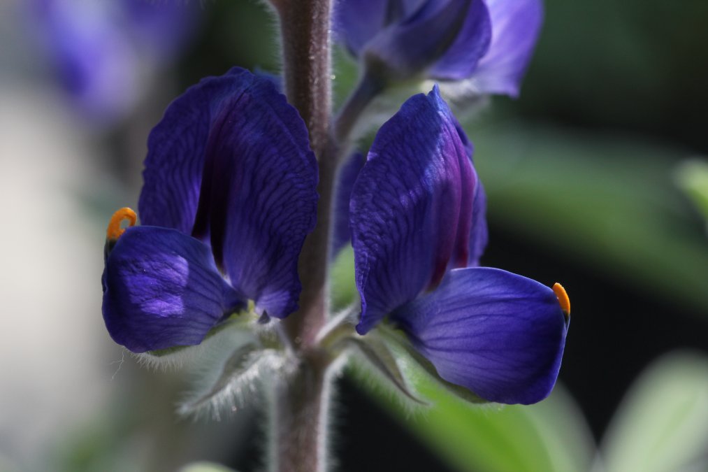 INCREASE partner, the Polish Institute of Plant Genetics, reveals ...